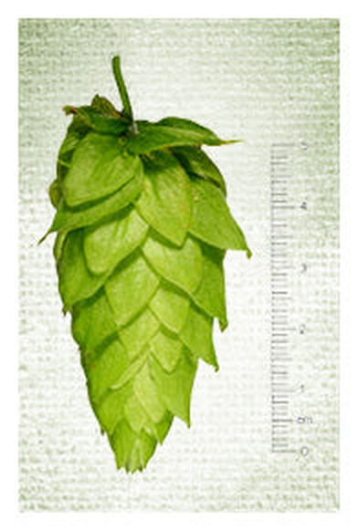 Riwaka Hops 2025 Harvest - T90 Pellets 100gm - All Things Fermented ...